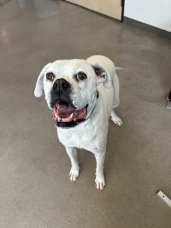 Boarding - Sol Dog Lodge and Training Center