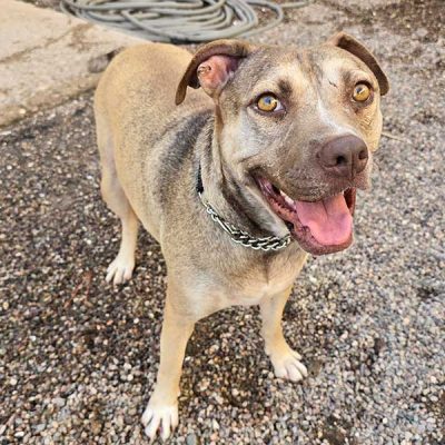 Available dogs - Sol Dog Lodge and Training Center